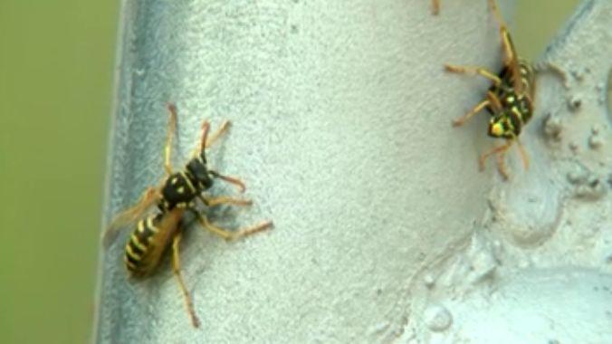 Yellow jacket season returns to the Inland Northwest | Fox 11 Tri ...