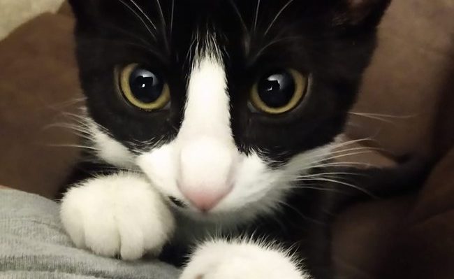 YOUR NEW KITTEN—START SMART FOR A WELL-BEHAVED CAT | Fox 11 Tri Cities ...