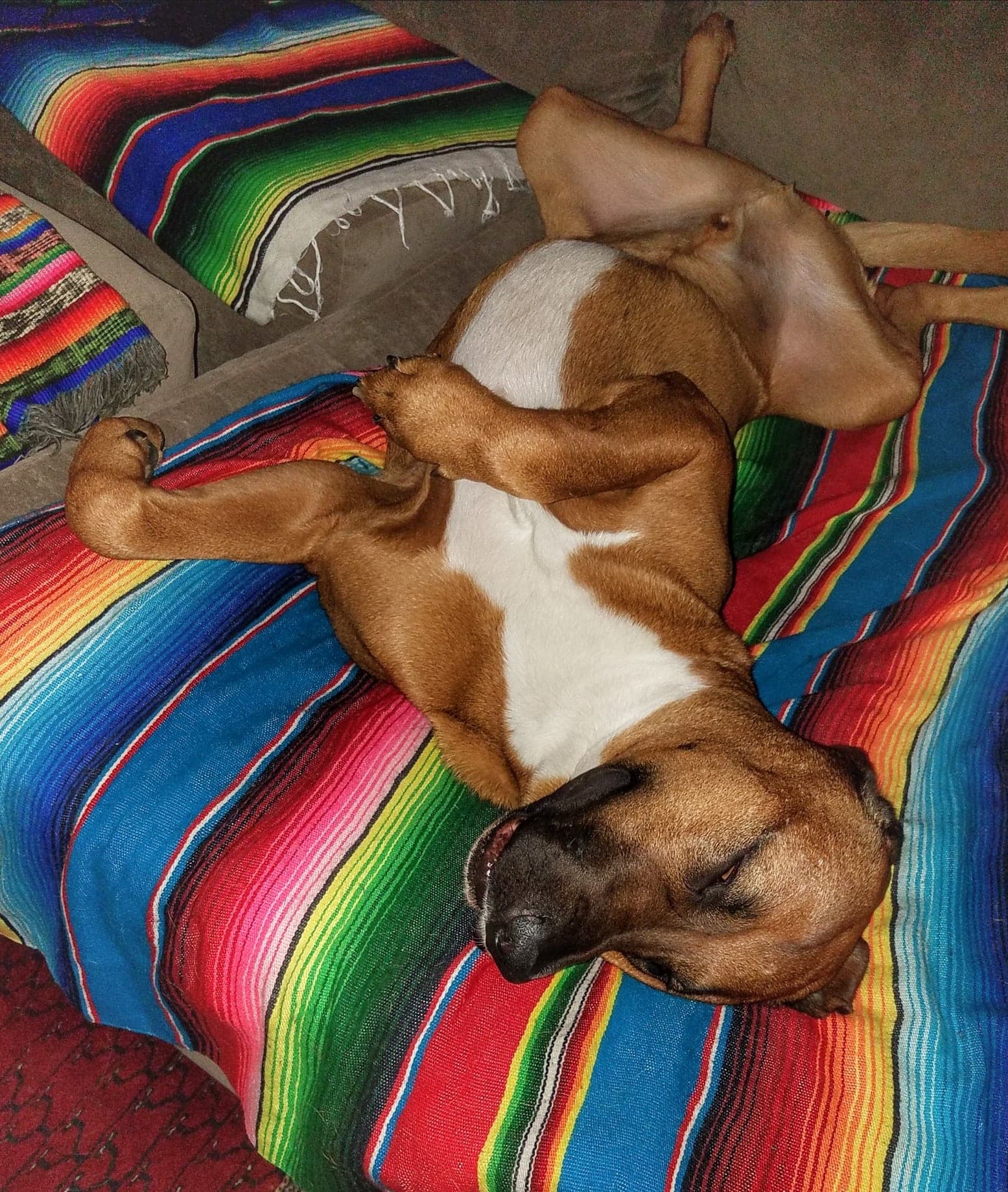 IS YOUR PET STRESSED BY THE PANDEMIC STAY-AT-HOME? | Fox 11 Tri Cities Fox 41 Yakima