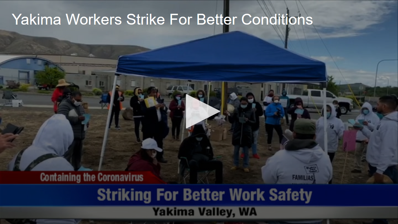 Yakima Workers Strike For Better Conditions | Fox 11 Tri Cities Fox 41 ...