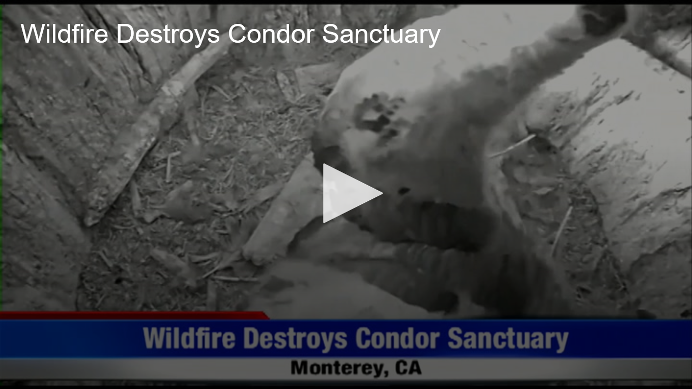 Wildfire Destroys Condor Sanctuary | Fox 11 Tri Cities Fox 41 Yakima