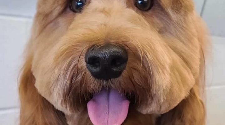 CHOOSING A GROOMER | Fox 11 Tri Cities Fox 41 Yakima