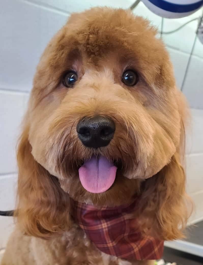 CHOOSING A GROOMER | Fox 11 Tri Cities Fox 41 Yakima