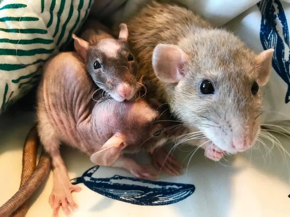 MICE OR RATS AS PETS? | Fox 11 Tri Cities Fox 41 Yakima