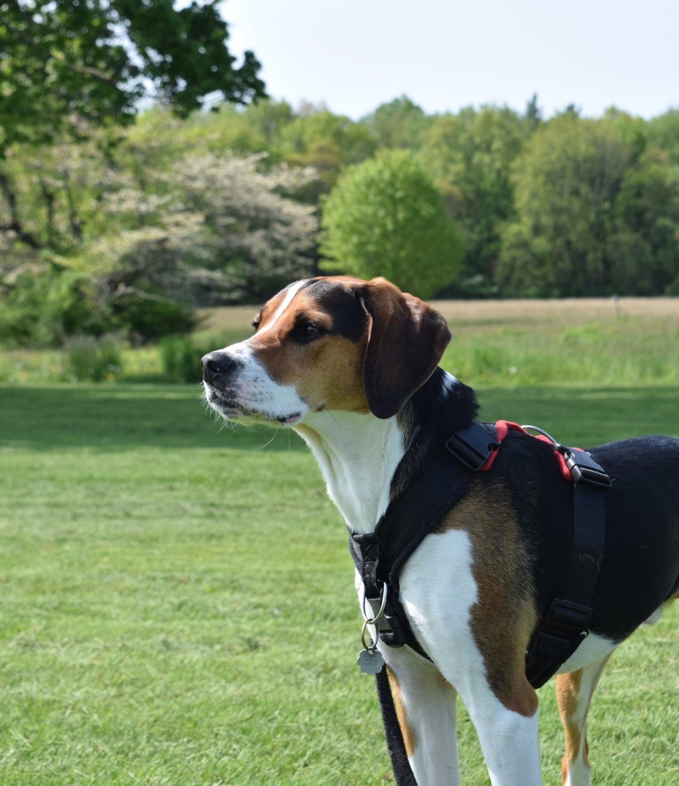 THE PREMACK PRINCIPLE | Fox 11 Tri Cities Fox 41 Yakima